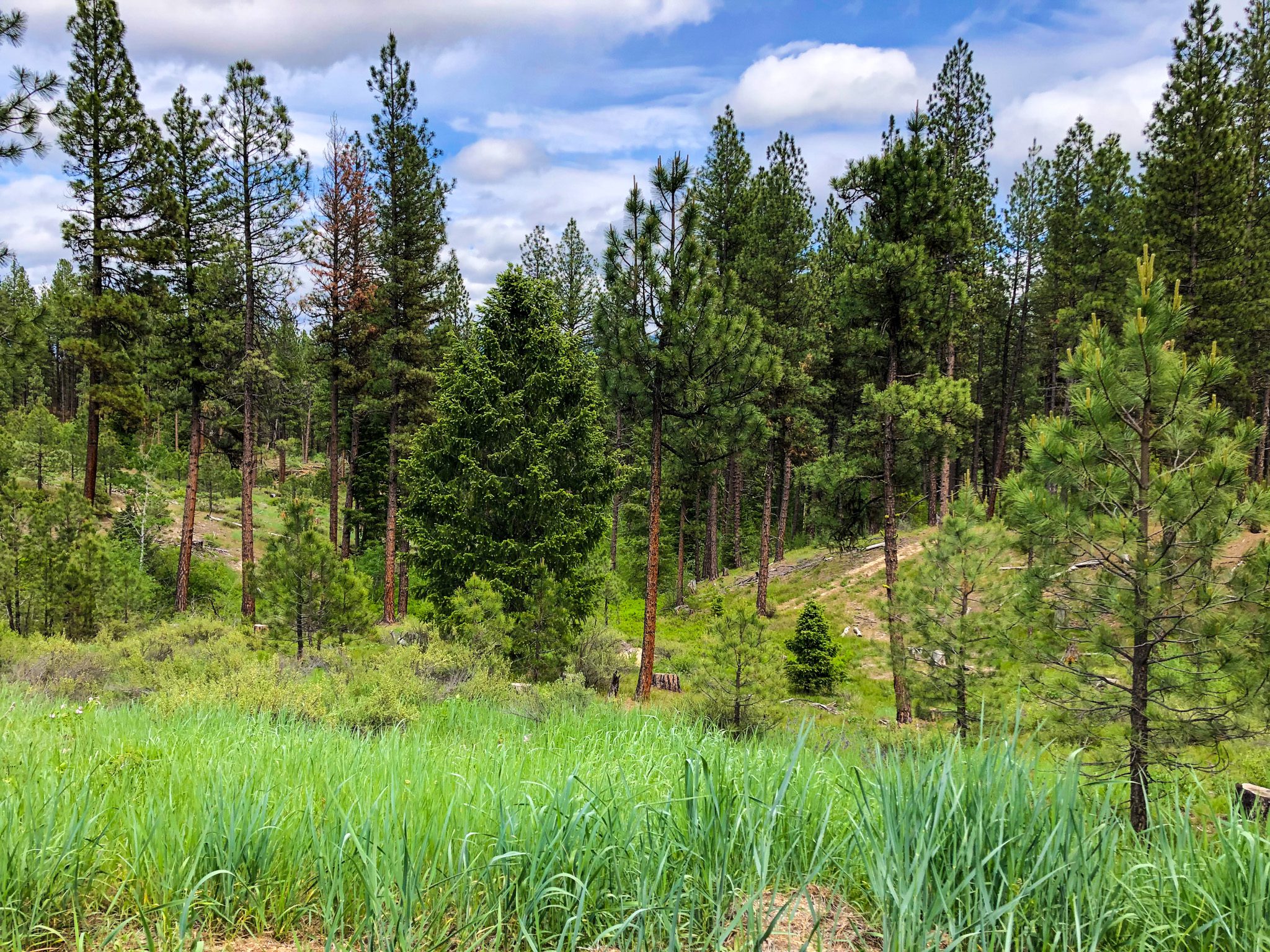 27.558 Acres For Sale near Centerville, ID - Wilks Ranch Brokers